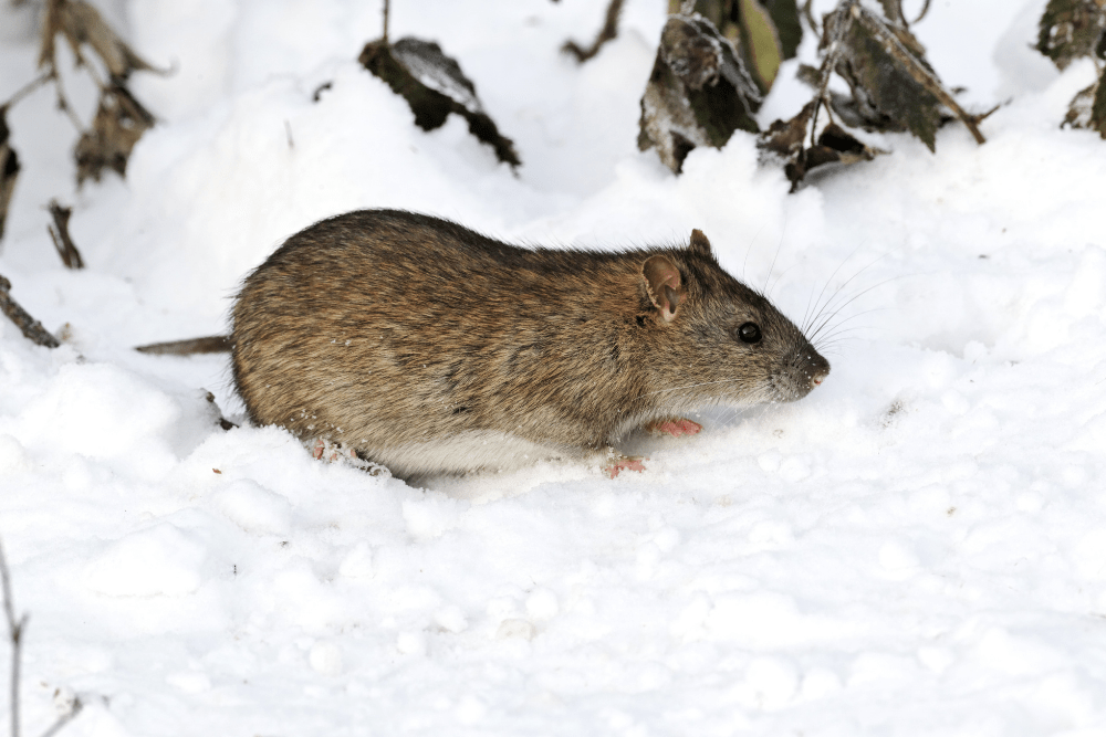 Winter Rodent Control: Tips for Having a Pest-Free Winter